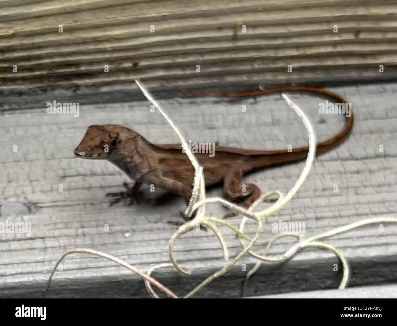 Brown Anole (Anolis sagrei Stock Photo - Alamy