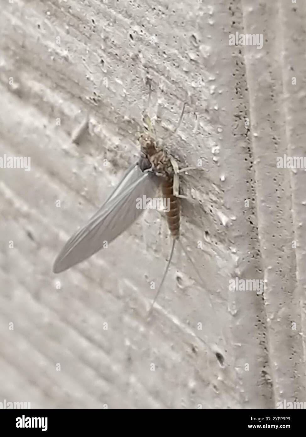 Small Mayflies (Baetidae Stock Photo - Alamy