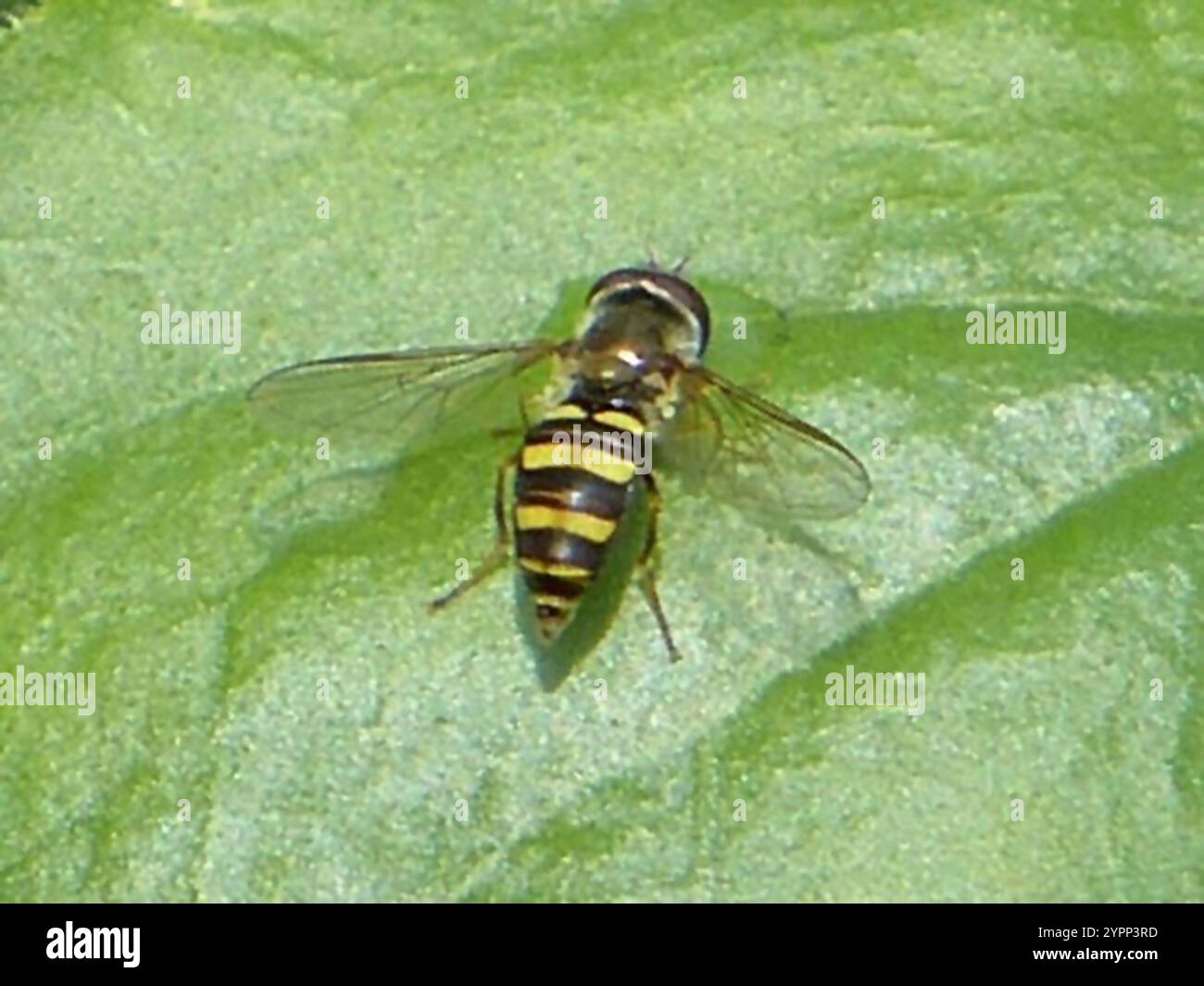 Long-tailed Aphideater Complex (Eupeodes americanus Stock Photo - Alamy