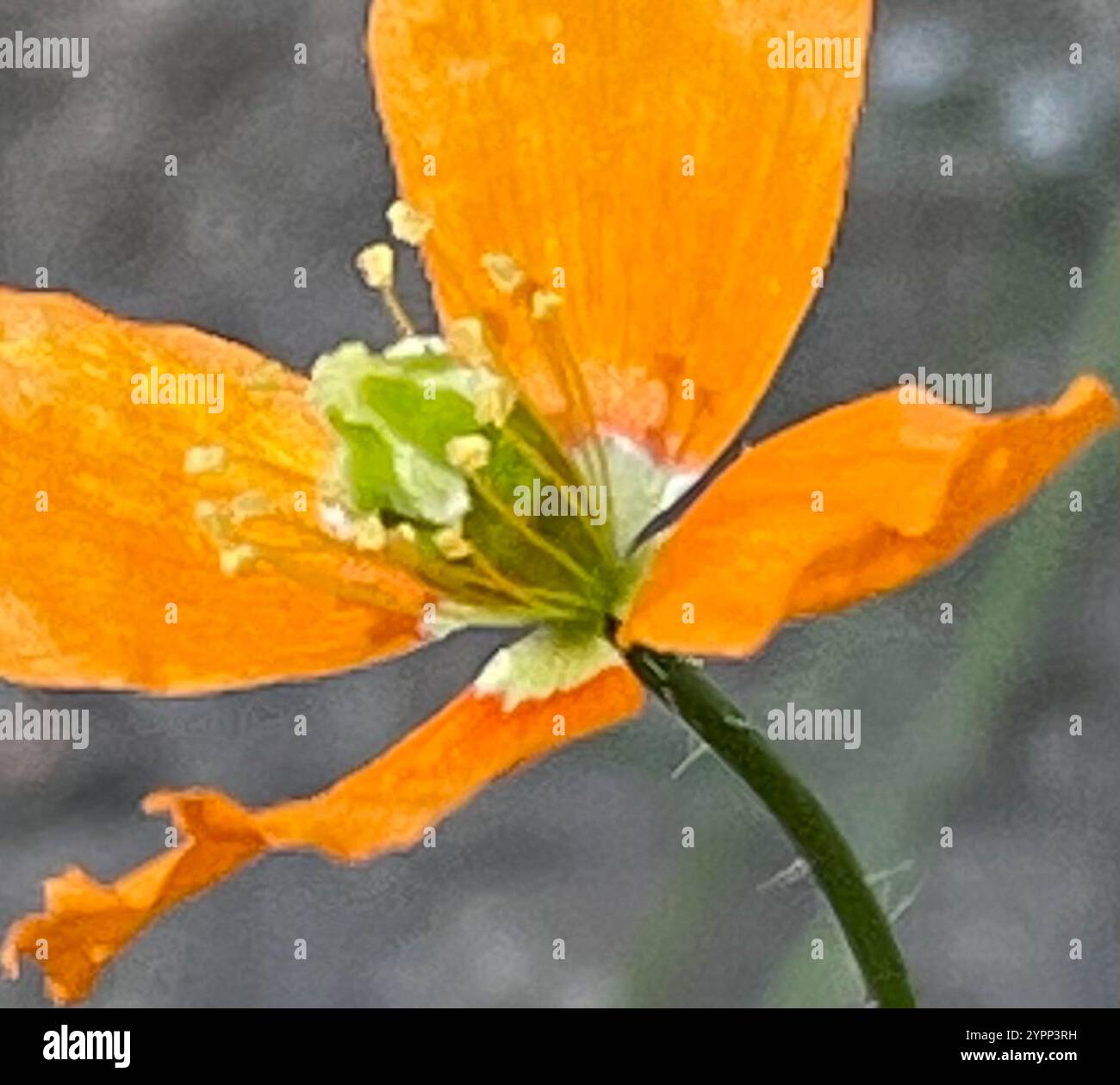 fire poppy (Papaver californicum Stock Photo - Alamy