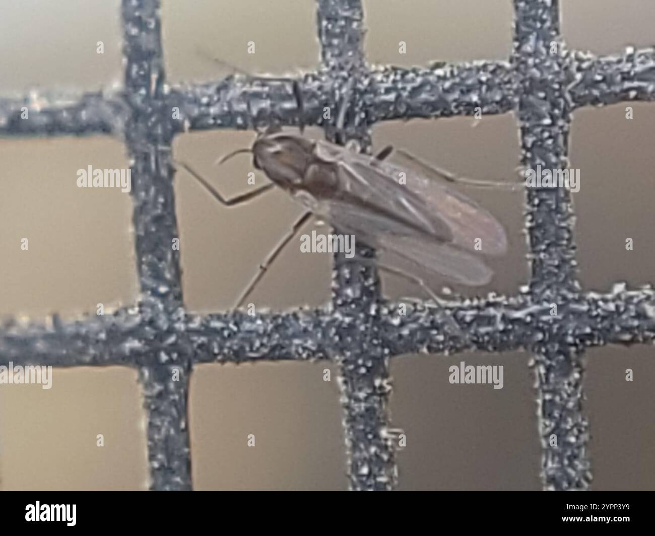 Non-biting Midges (Chironomidae Stock Photo - Alamy