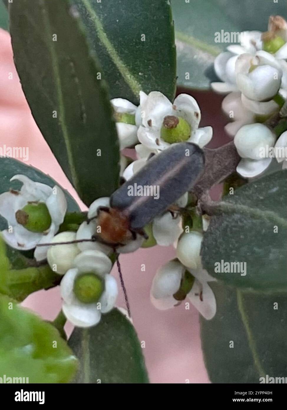 Variable False Darkling Beetle (Osphya varians Stock Photo - Alamy