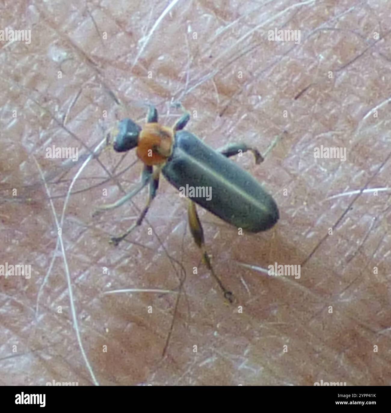 Variable False Darkling Beetle (Osphya varians Stock Photo - Alamy