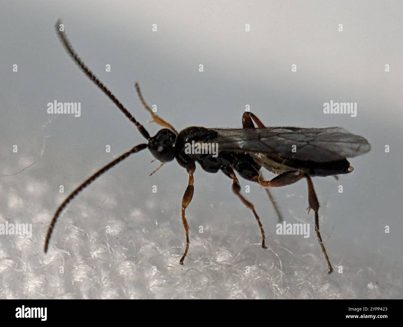 Ichneumonid and Braconid Wasps (Ichneumonoidea Stock Photo - Alamy