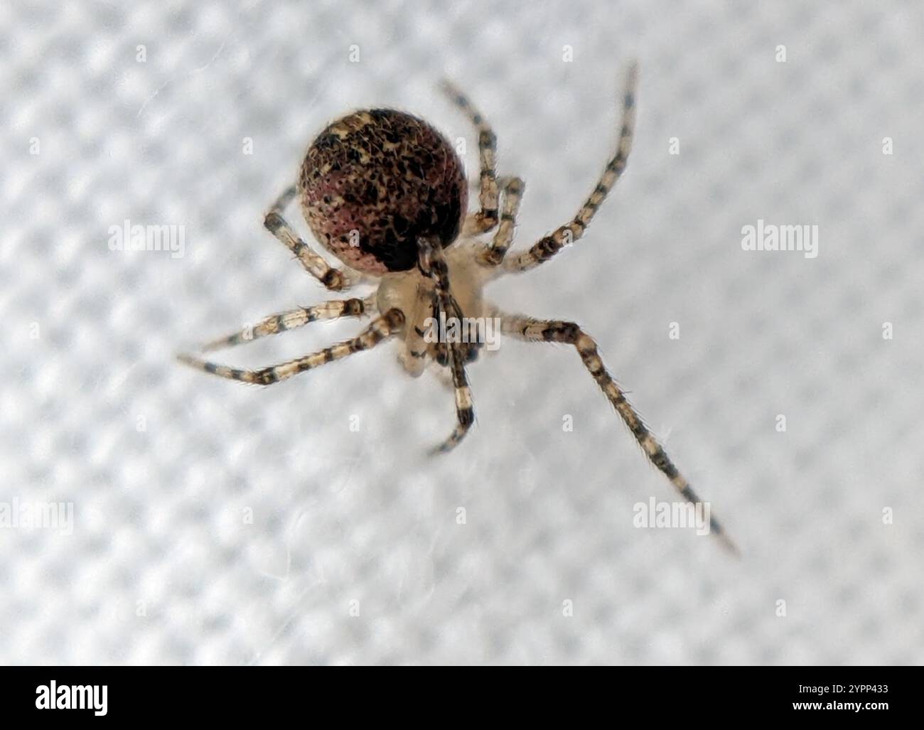 Platnickina tincta hi-res stock photography and images - Alamy