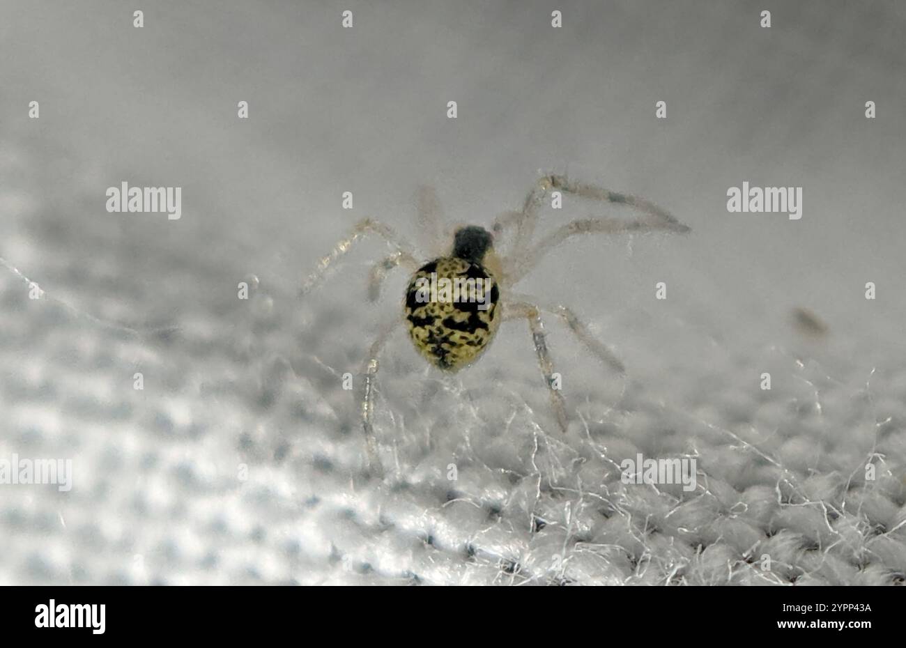 Sputnik Spider (Paidiscura pallens Stock Photo - Alamy