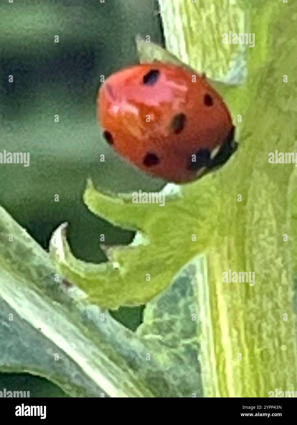 Seven-spotted Lady Beetle (Coccinella septempunctata Stock Photo - Alamy