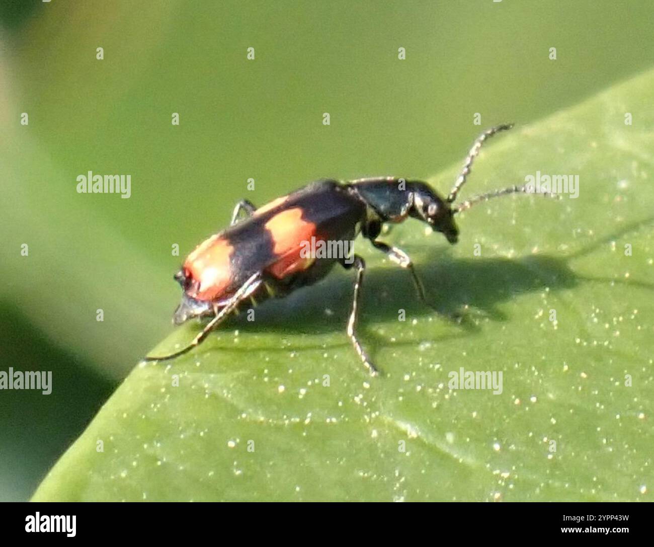 Anthocomus fasciatus hi-res stock photography and images - Alamy