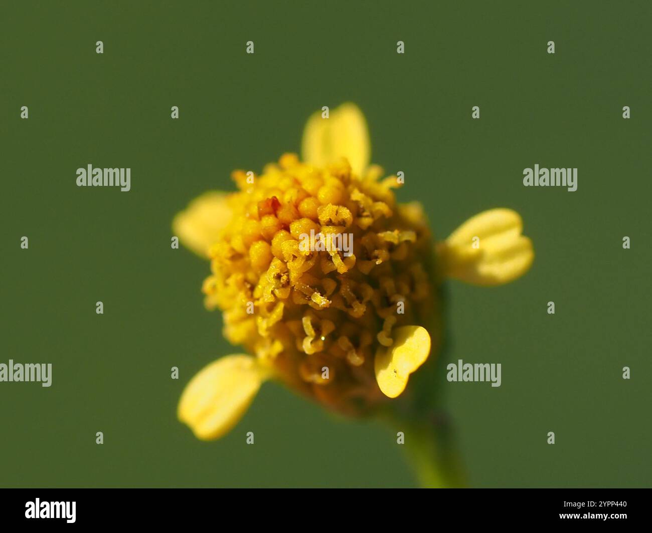 marsh para cress (Acmella uliginosa Stock Photo - Alamy