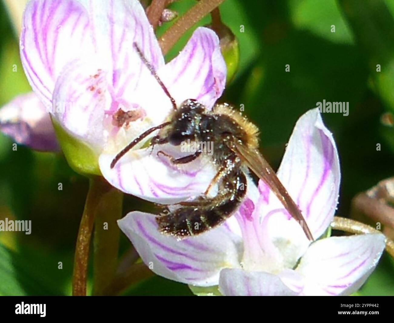 Mining Bees (Andrena Stock Photo - Alamy