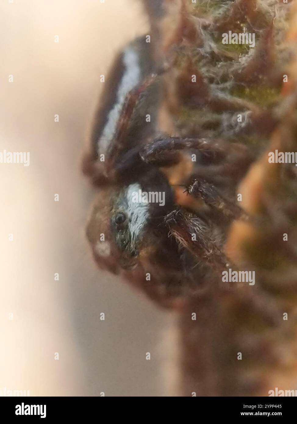 Bronze Jumping Spider (Eris militaris Stock Photo - Alamy