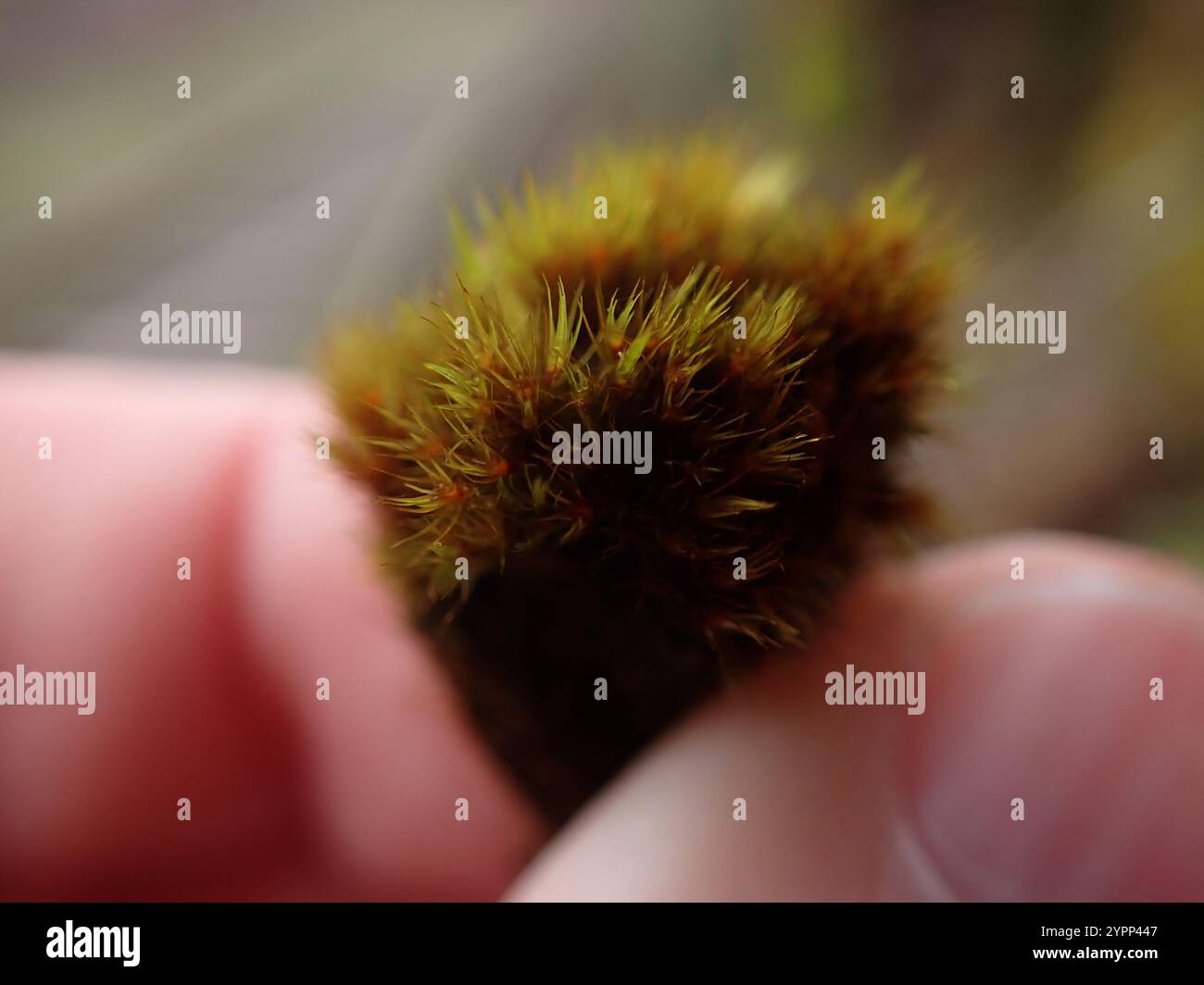 Sharp-leaved Blindia (Blindia acuta Stock Photo - Alamy