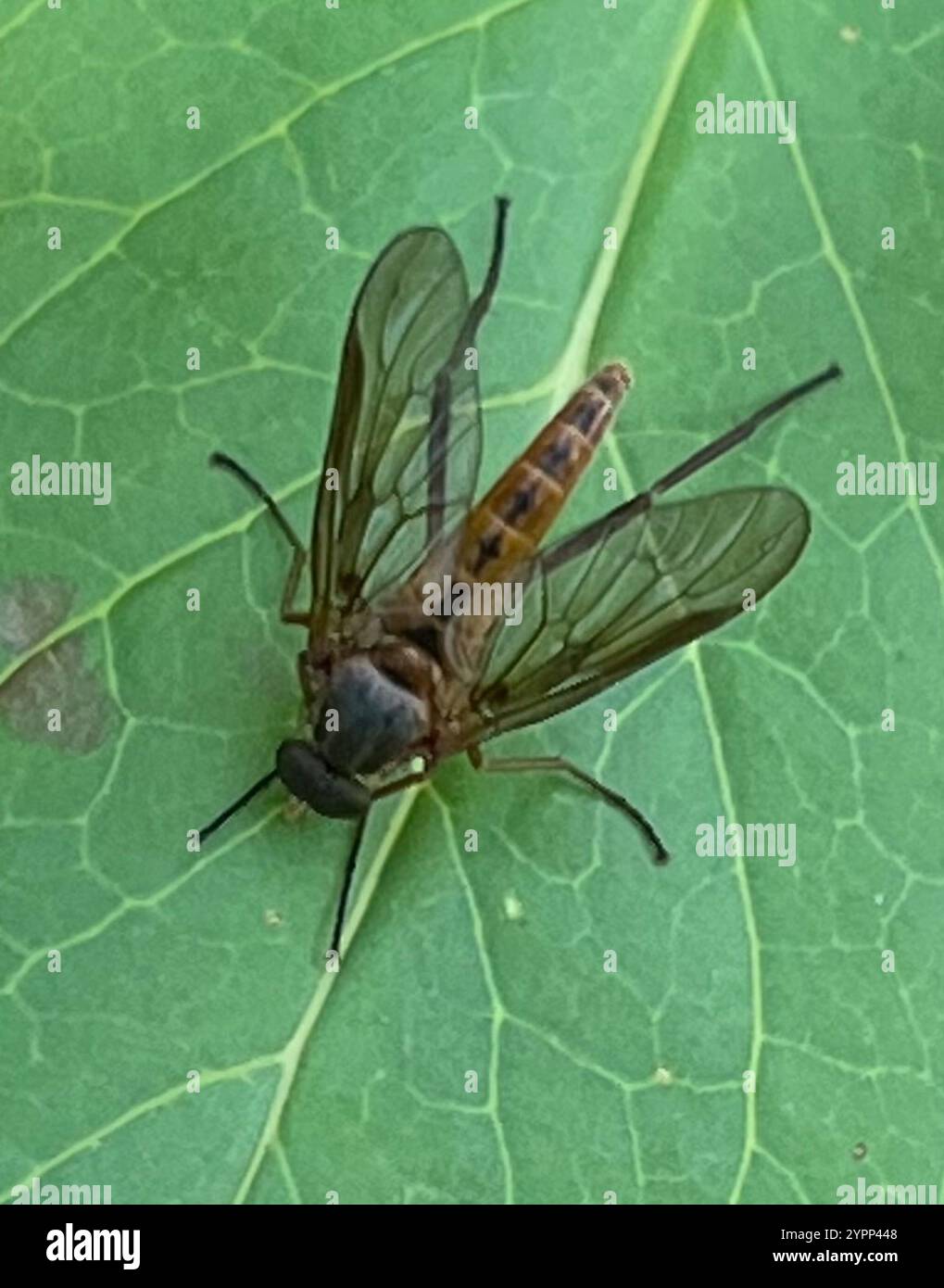 Snipe Flies (Rhagionidae Stock Photo - Alamy
