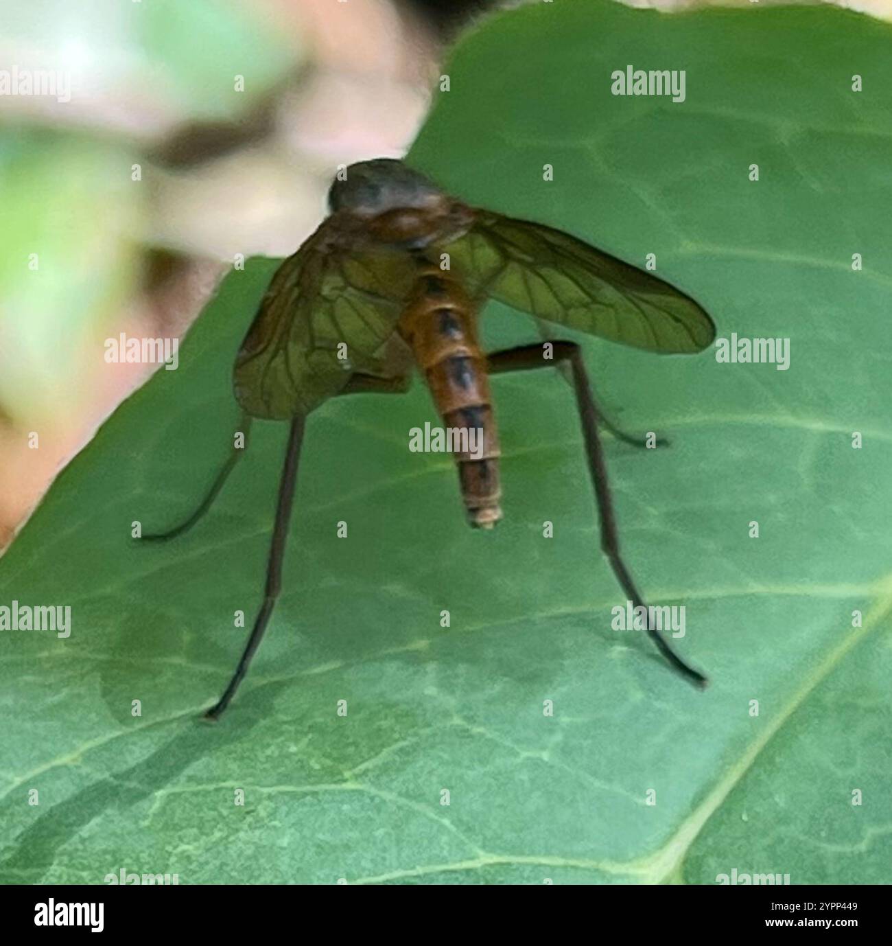 Snipe Flies (Rhagionidae Stock Photo - Alamy