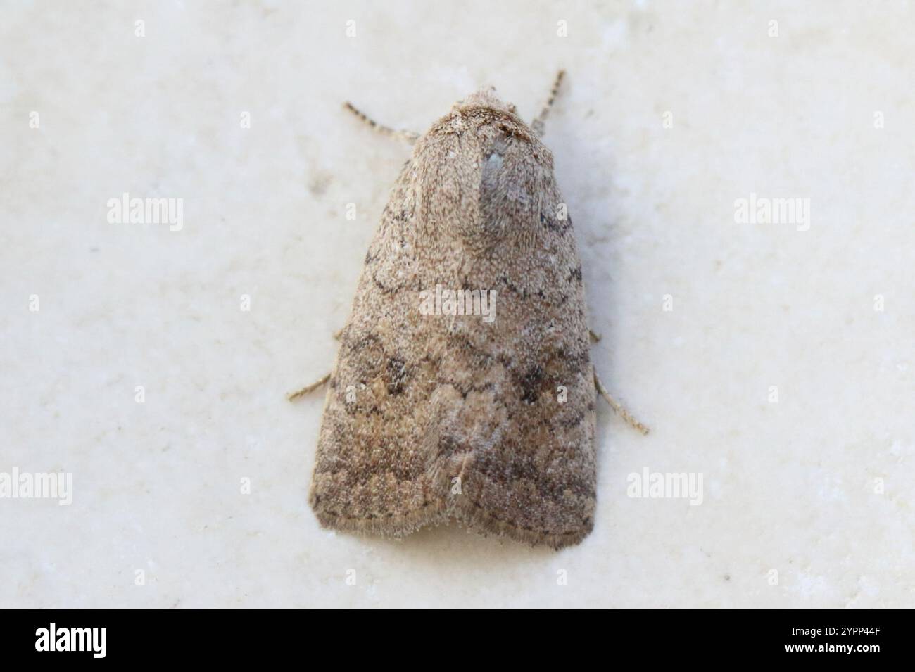 Reclusa hi-res stock photography and images - Alamy