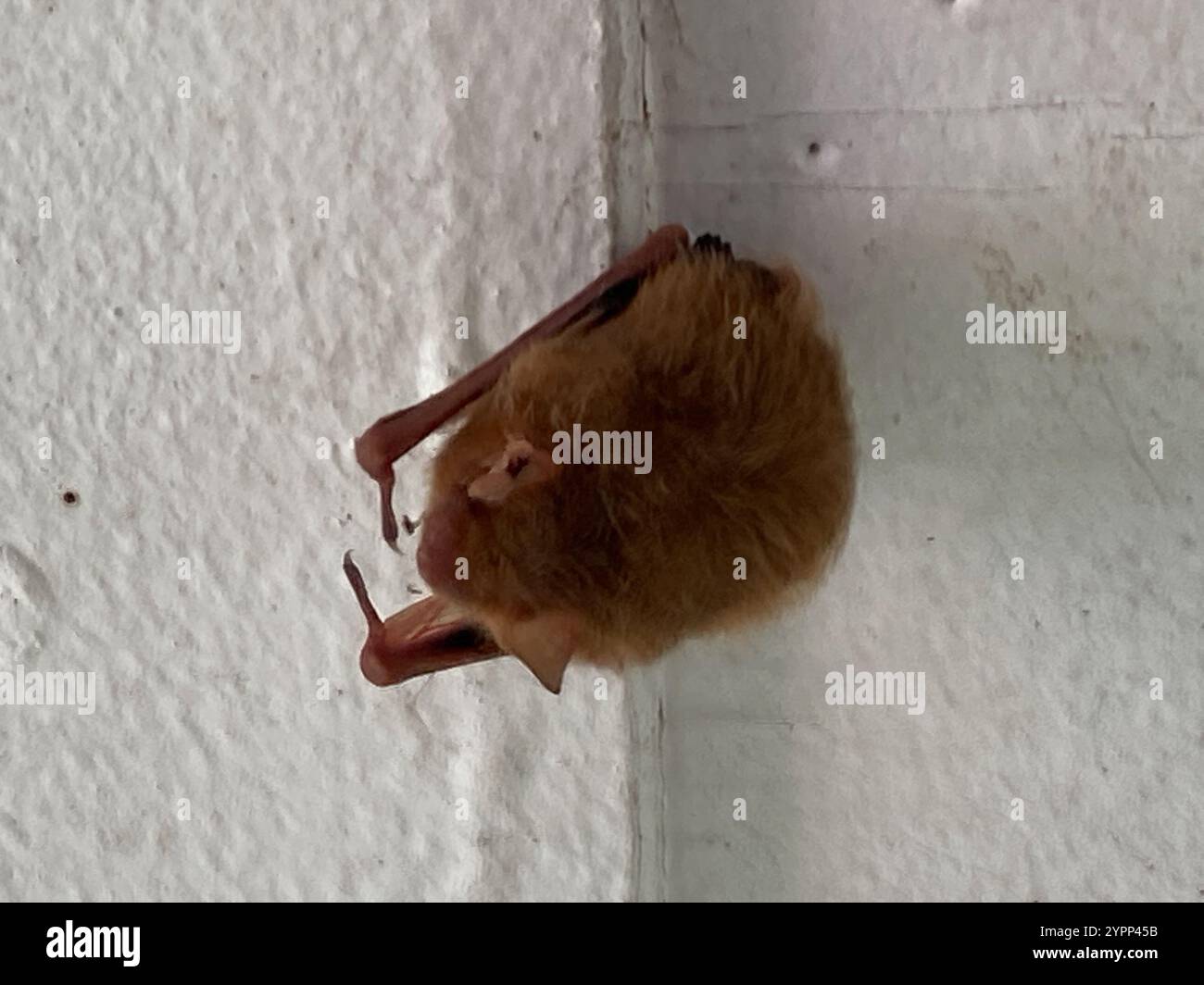 Tricolored Bat (Perimyotis subflavus Stock Photo - Alamy