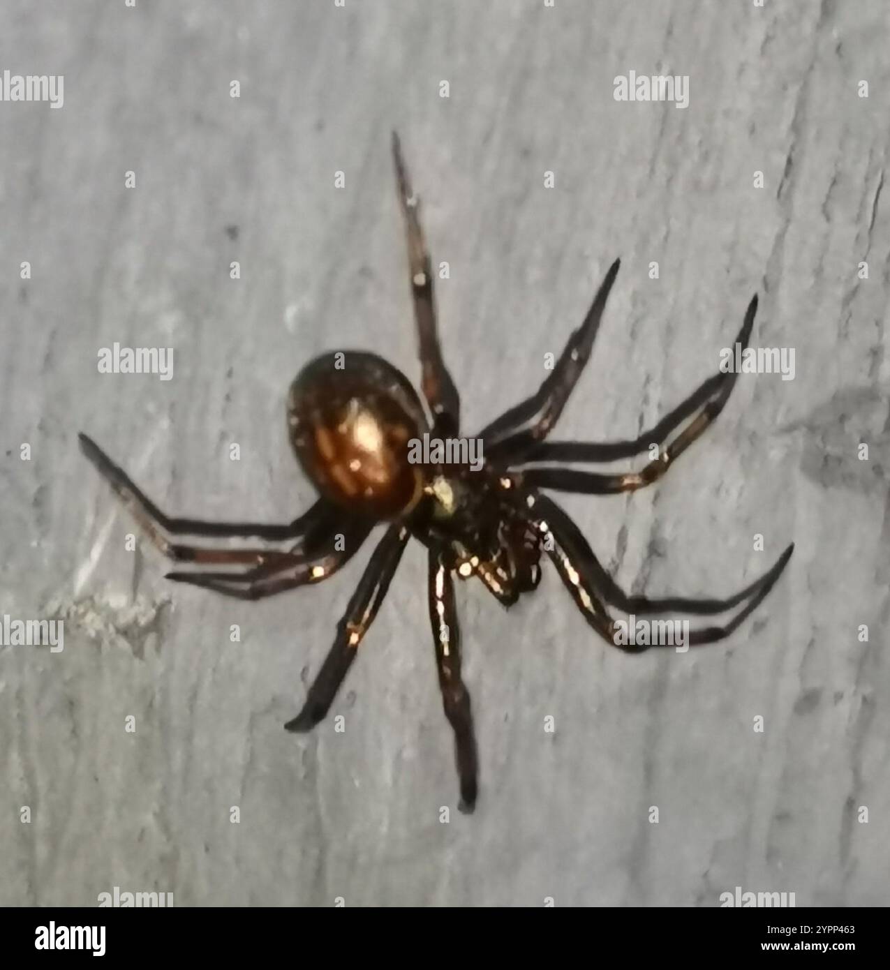Rabbit Hutch Spider (Steatoda bipunctata Stock Photo - Alamy
