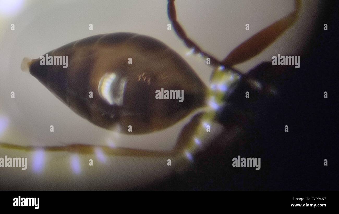 Anacharis hi-res stock photography and images - Alamy