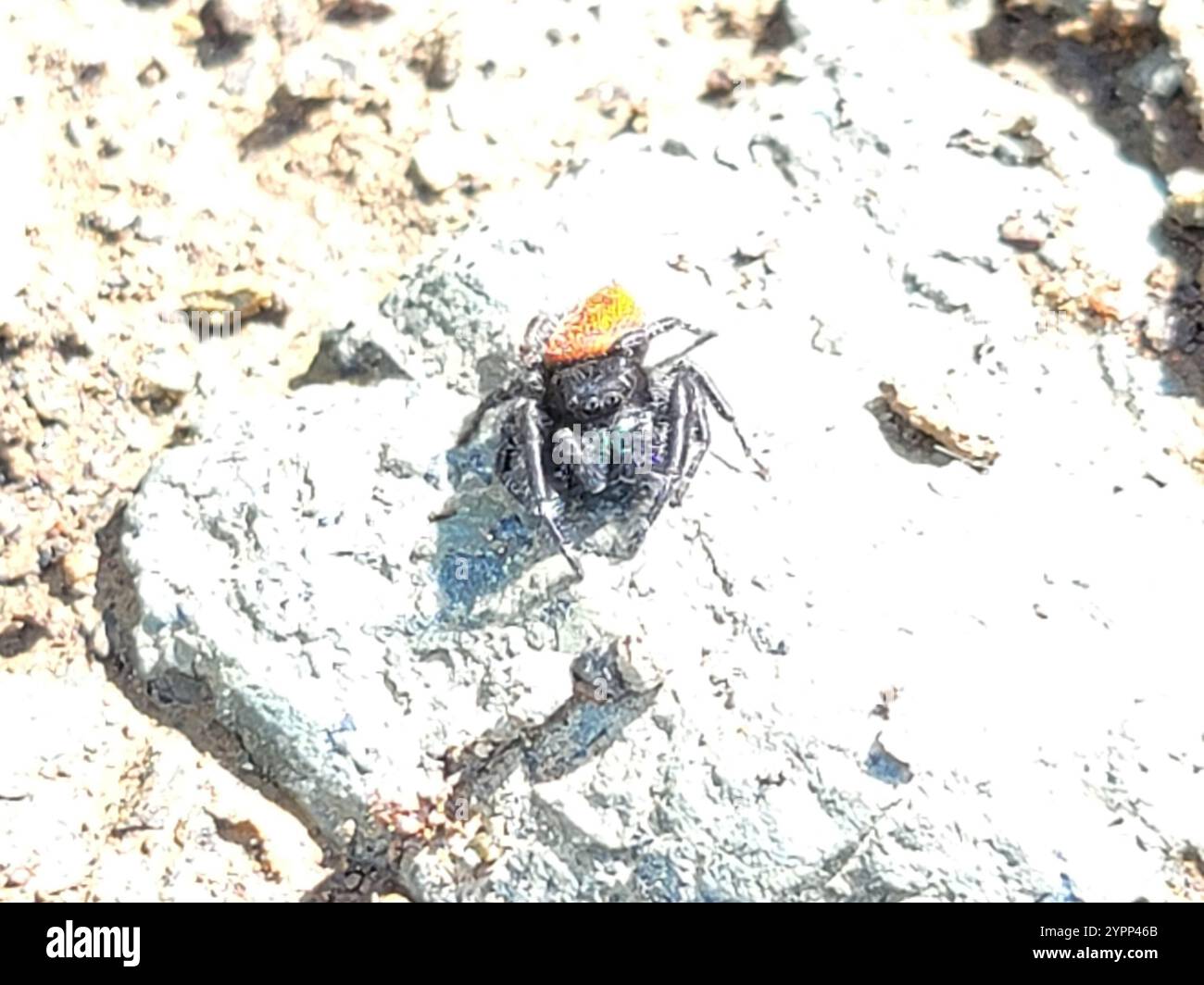 Johnson's Jumping Spider (Phidippus johnsoni Stock Photo - Alamy