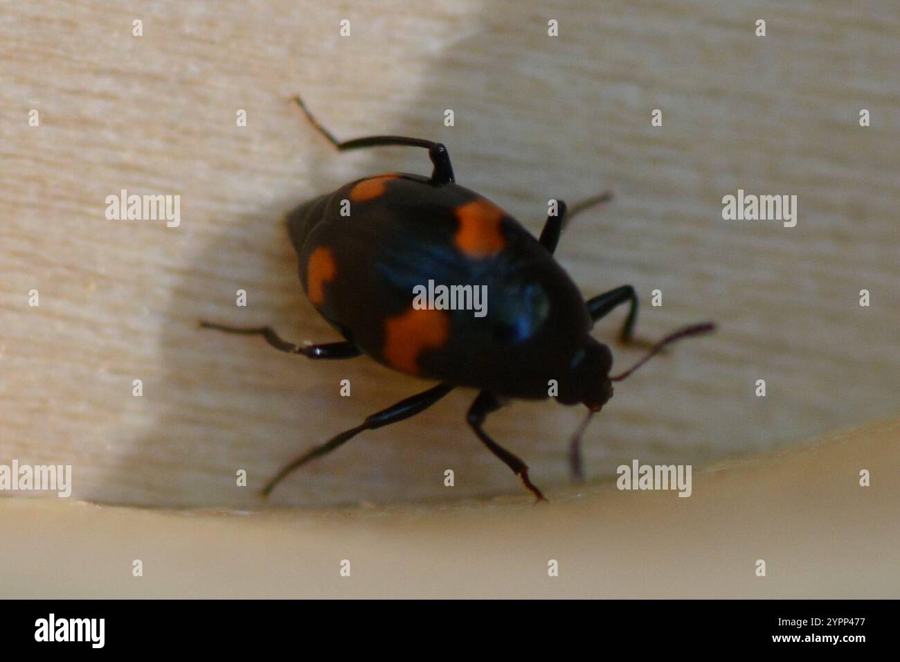 Orange-spotted Scaphidium (Scaphidium quadrimaculatum Stock Photo - Alamy