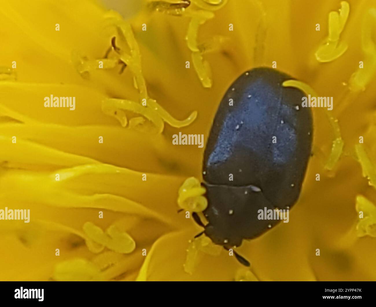 Pollen Beetles (Meligethinae Stock Photo - Alamy