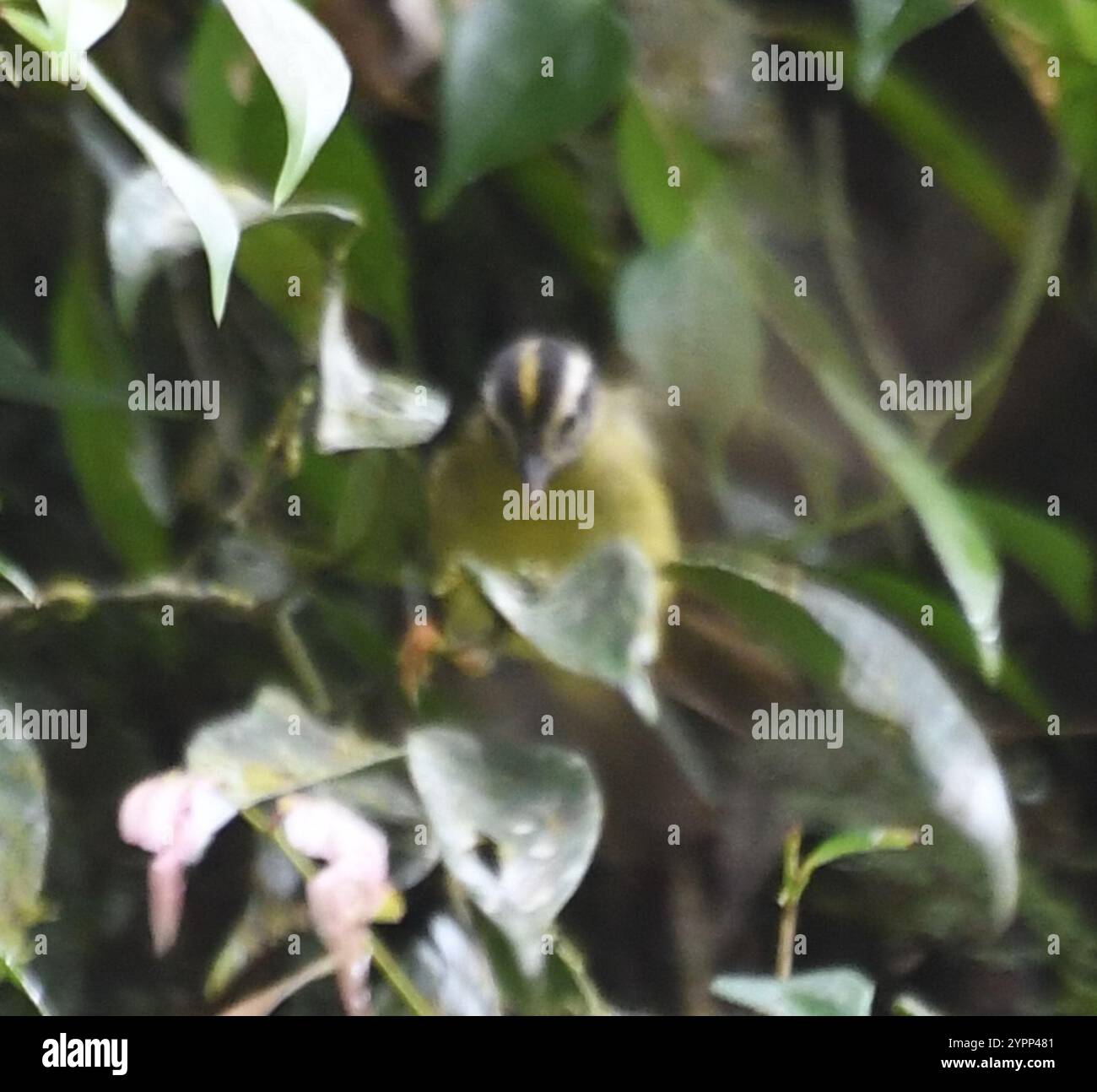 Three-striped Warbler (Basileuterus tristriatus Stock Photo - Alamy