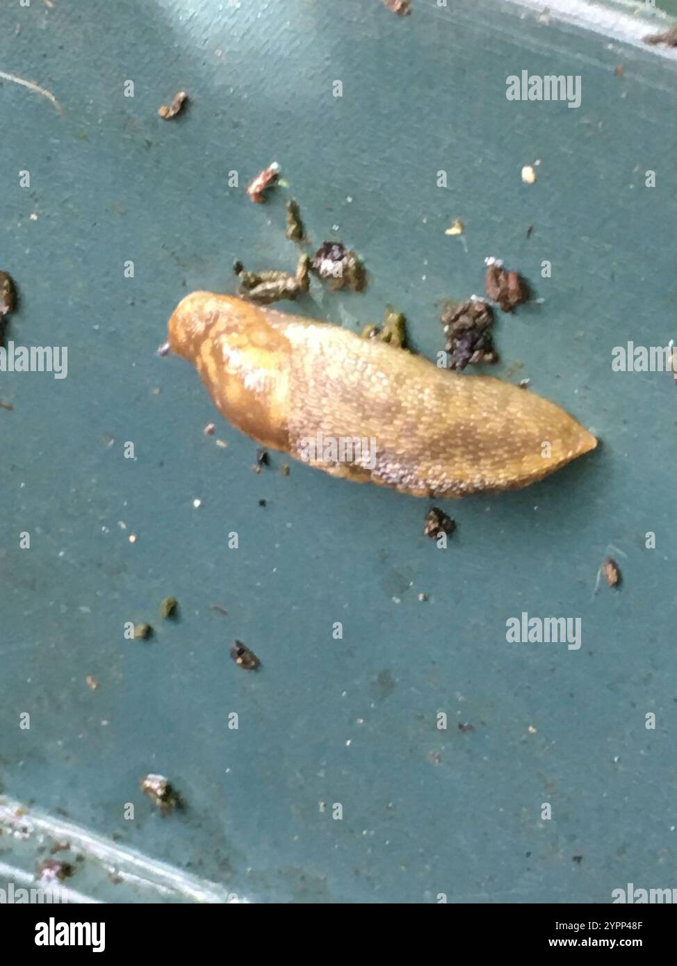 Green Cellar Slug (Limacus maculatus Stock Photo - Alamy