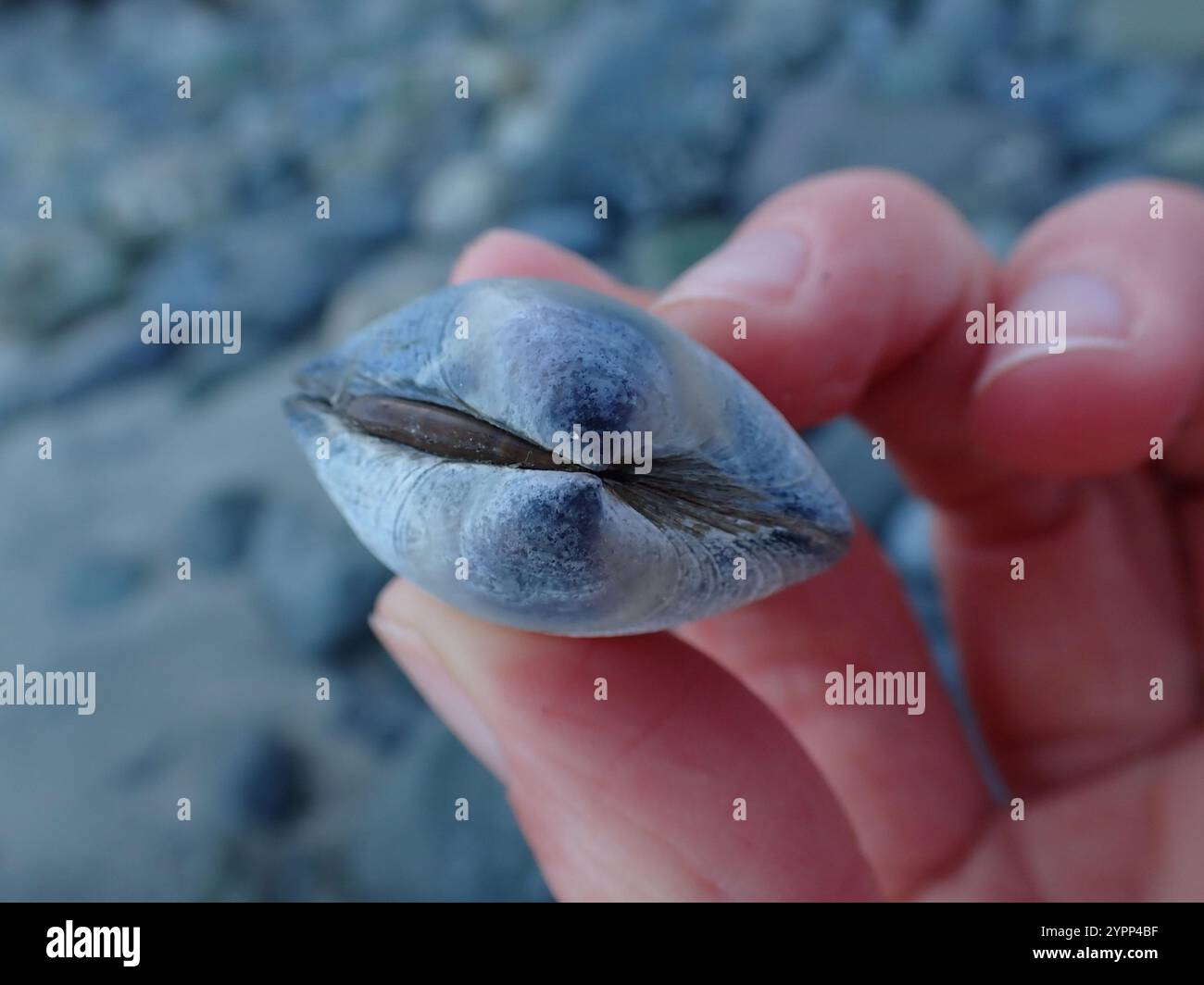 Japanese Littleneck (Ruditapes philippinarum Stock Photo - Alamy
