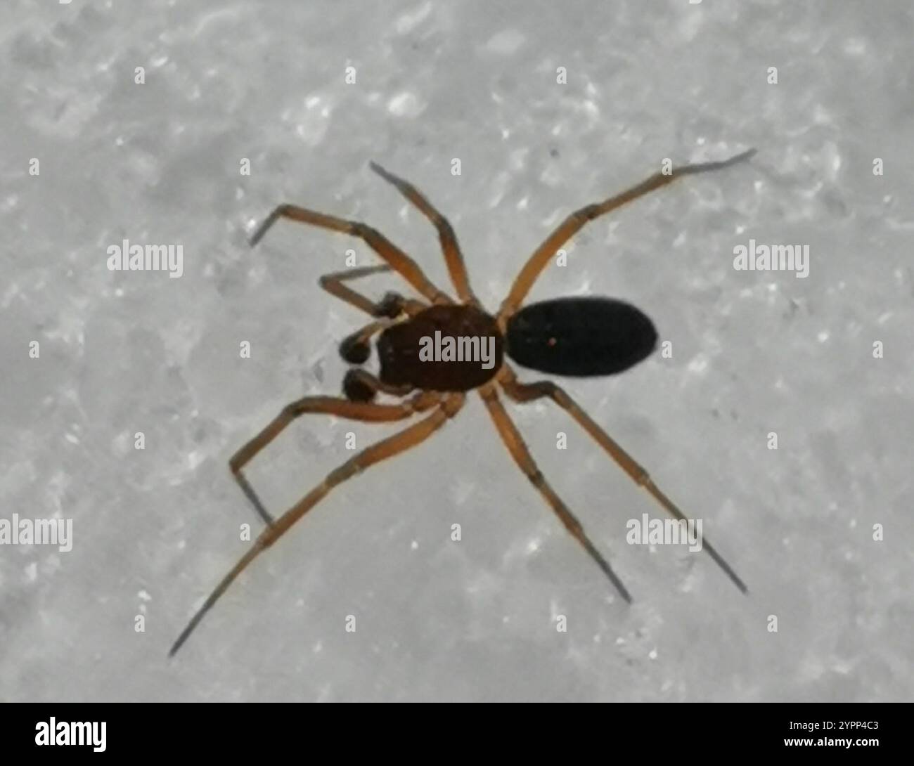 Sheetweb and Dwarf Weavers (Linyphiidae Stock Photo - Alamy