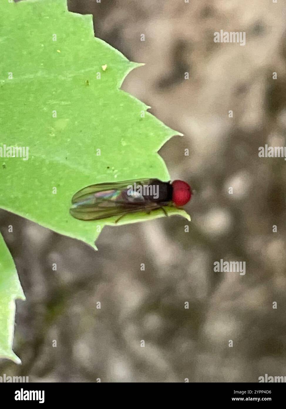 Big-headed Flies (Pipunculidae Stock Photo - Alamy