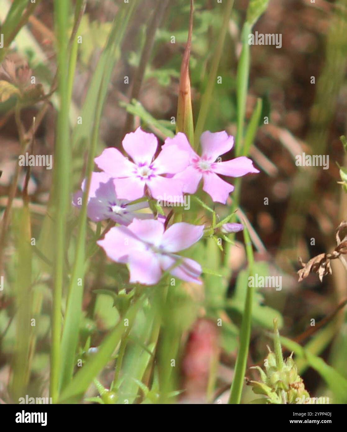 Phlox cuspidata hi-res stock photography and images - Alamy