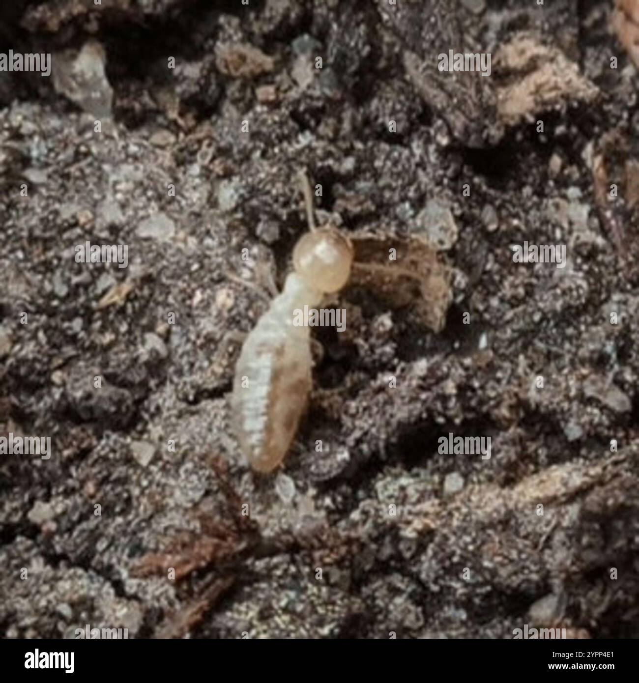 Eastern Subterranean Termite (Reticulitermes flavipes Stock Photo - Alamy