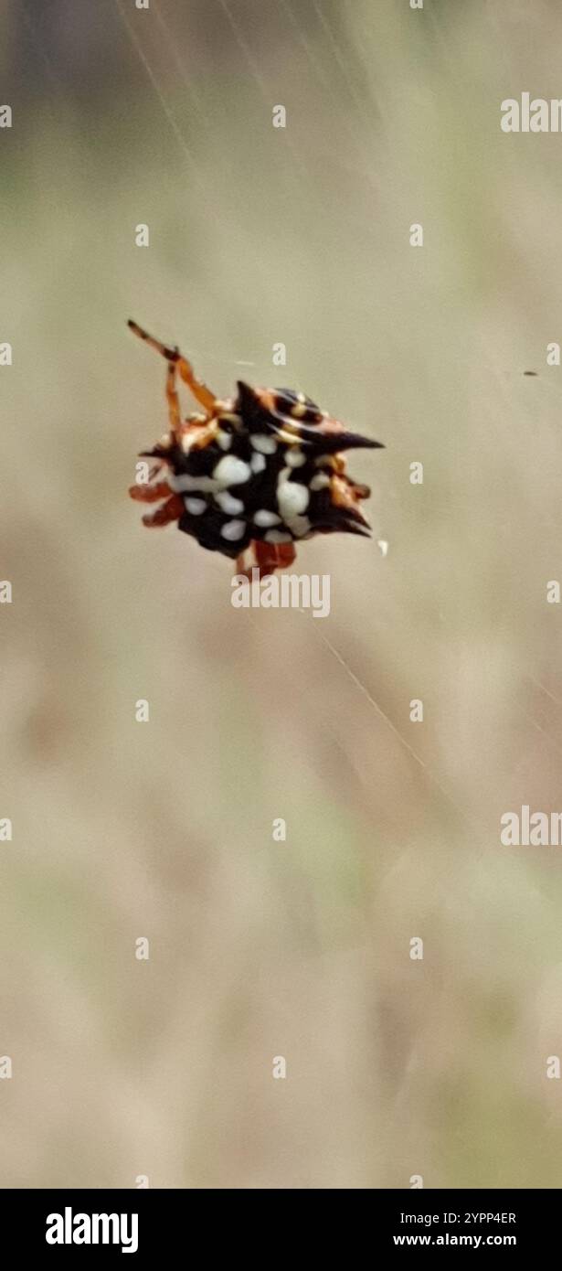 Christmas Jewel Spider (Austracantha minax Stock Photo - Alamy