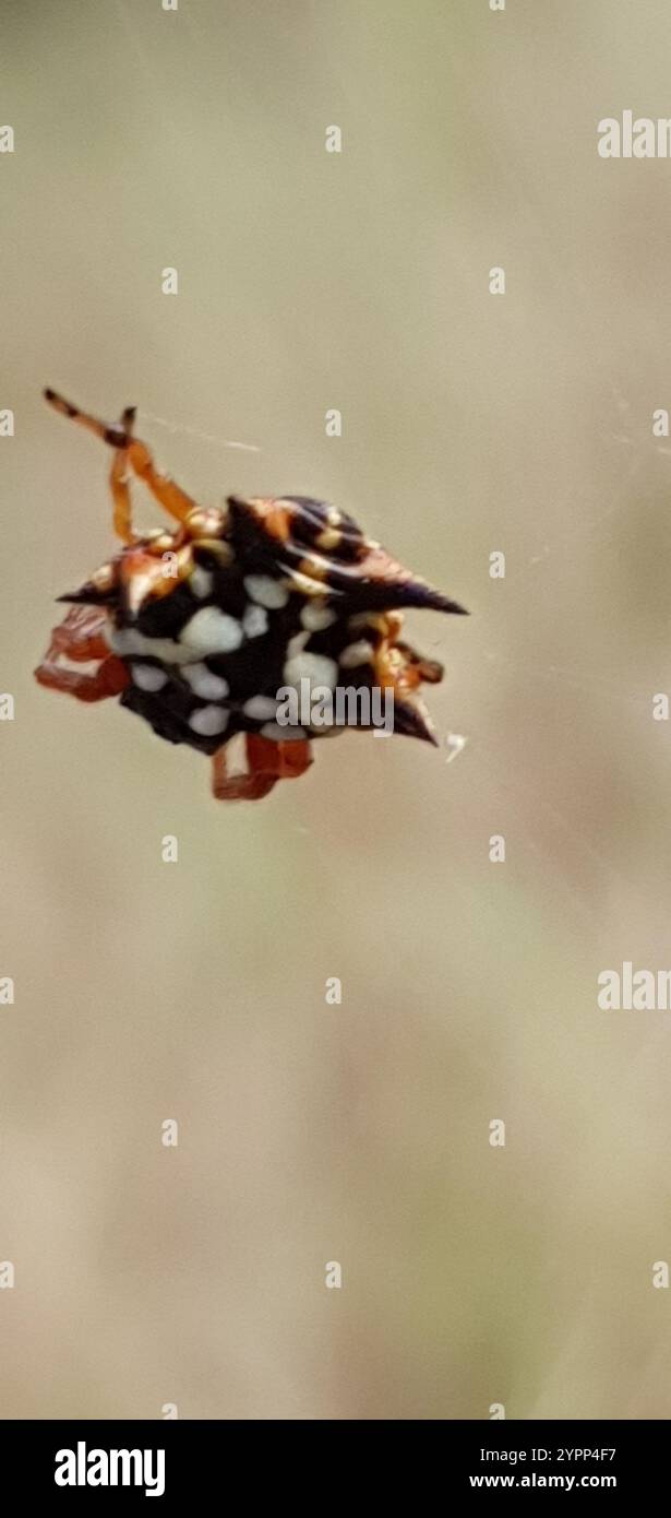 Christmas Jewel Spider (Austracantha minax Stock Photo - Alamy