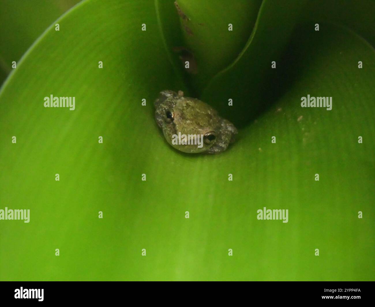 Snouted Tree Frogs (Scinax Stock Photo - Alamy