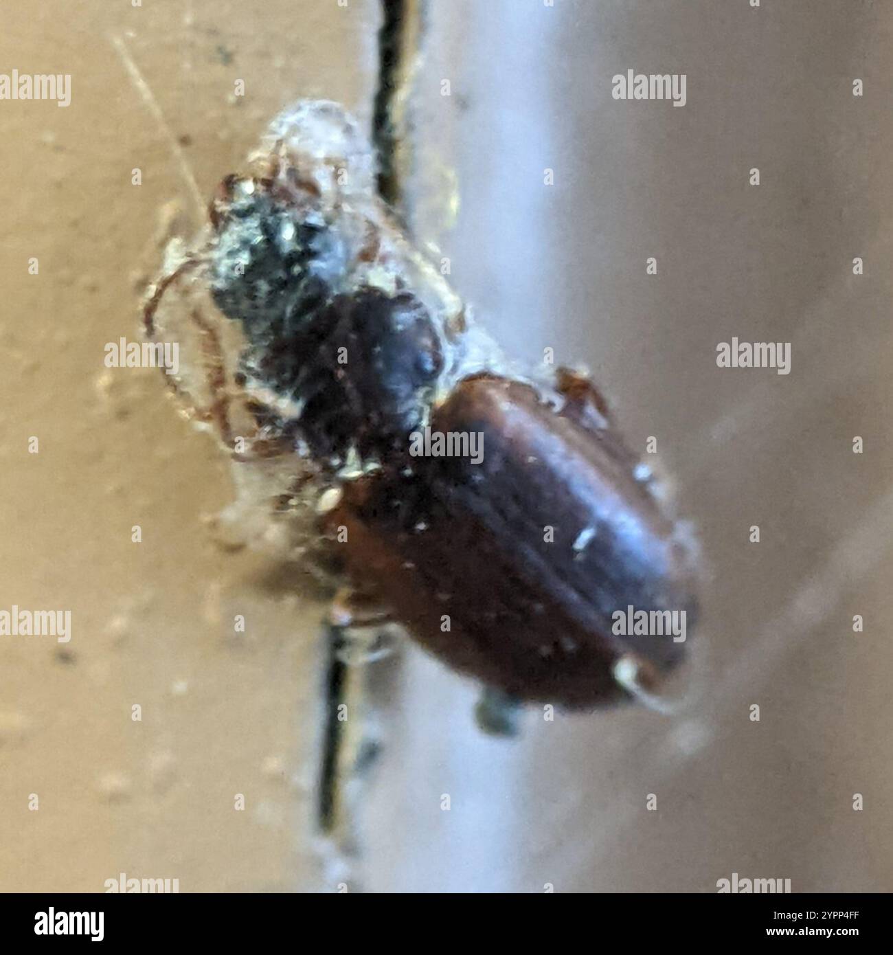 Water, Rove, Scarab, Long-horned, Leaf, and Snout Beetles (Polyphaga ...