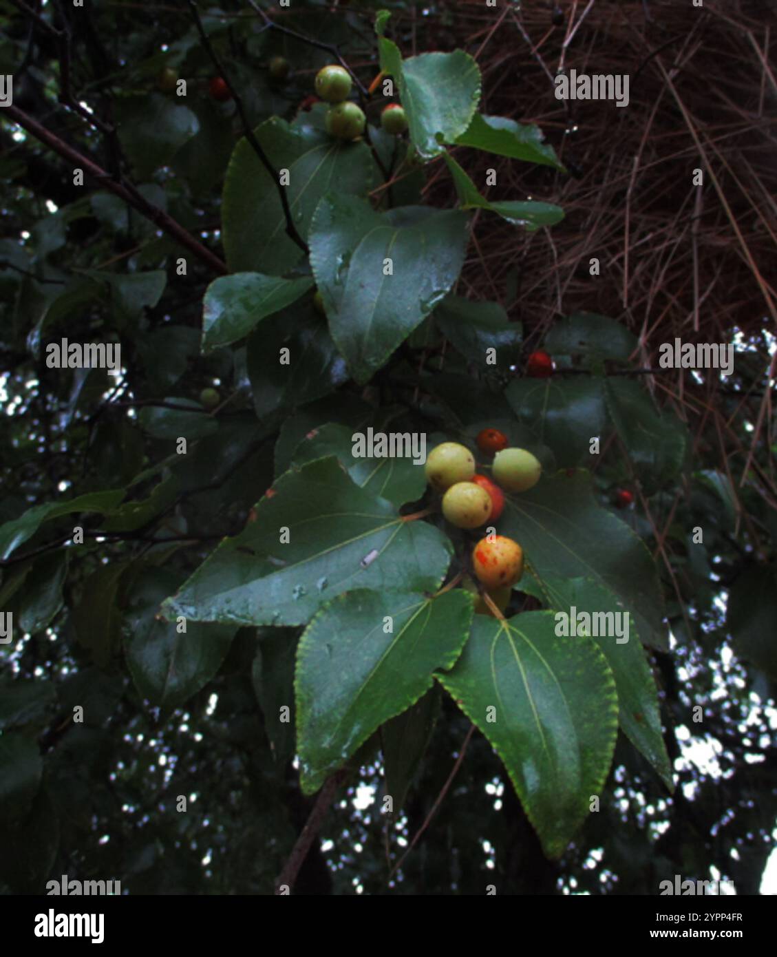 buffalo-thorn (Ziziphus mucronata Stock Photo - Alamy