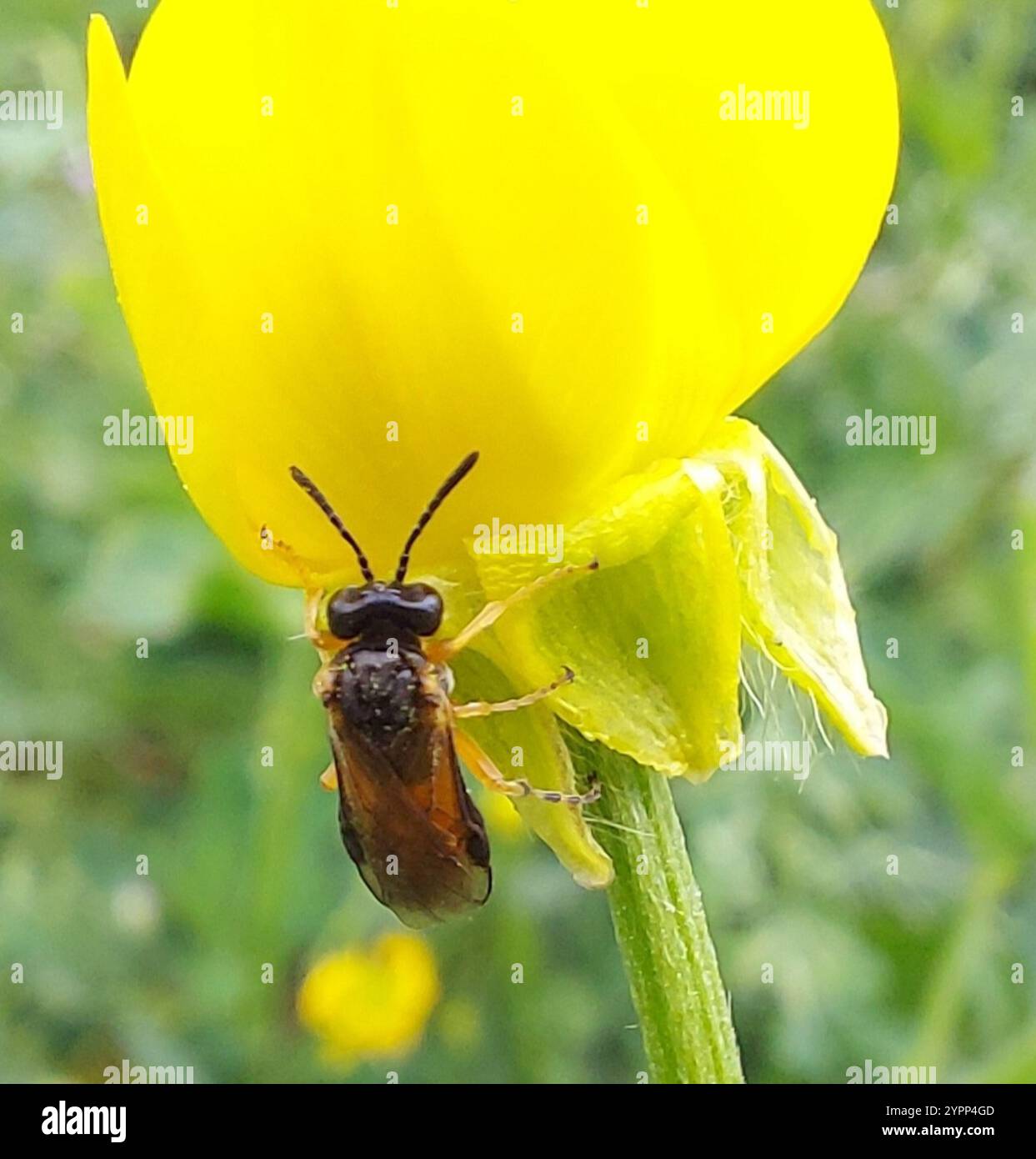 Tigress Sawflies (Athalia Stock Photo - Alamy