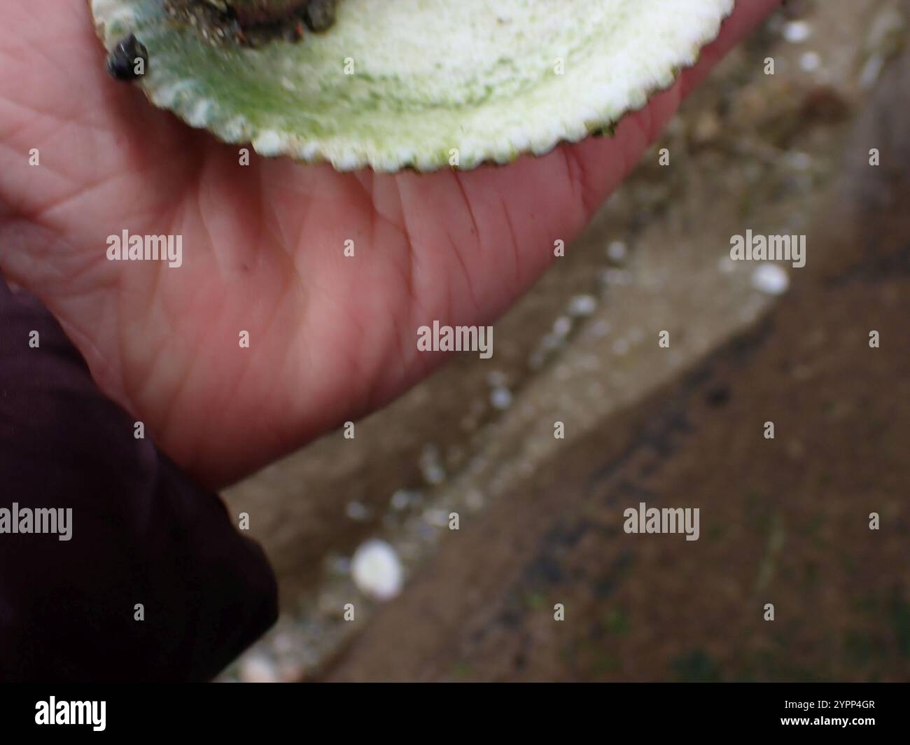 Clinocardium nuttallii hi-res stock photography and images - Alamy