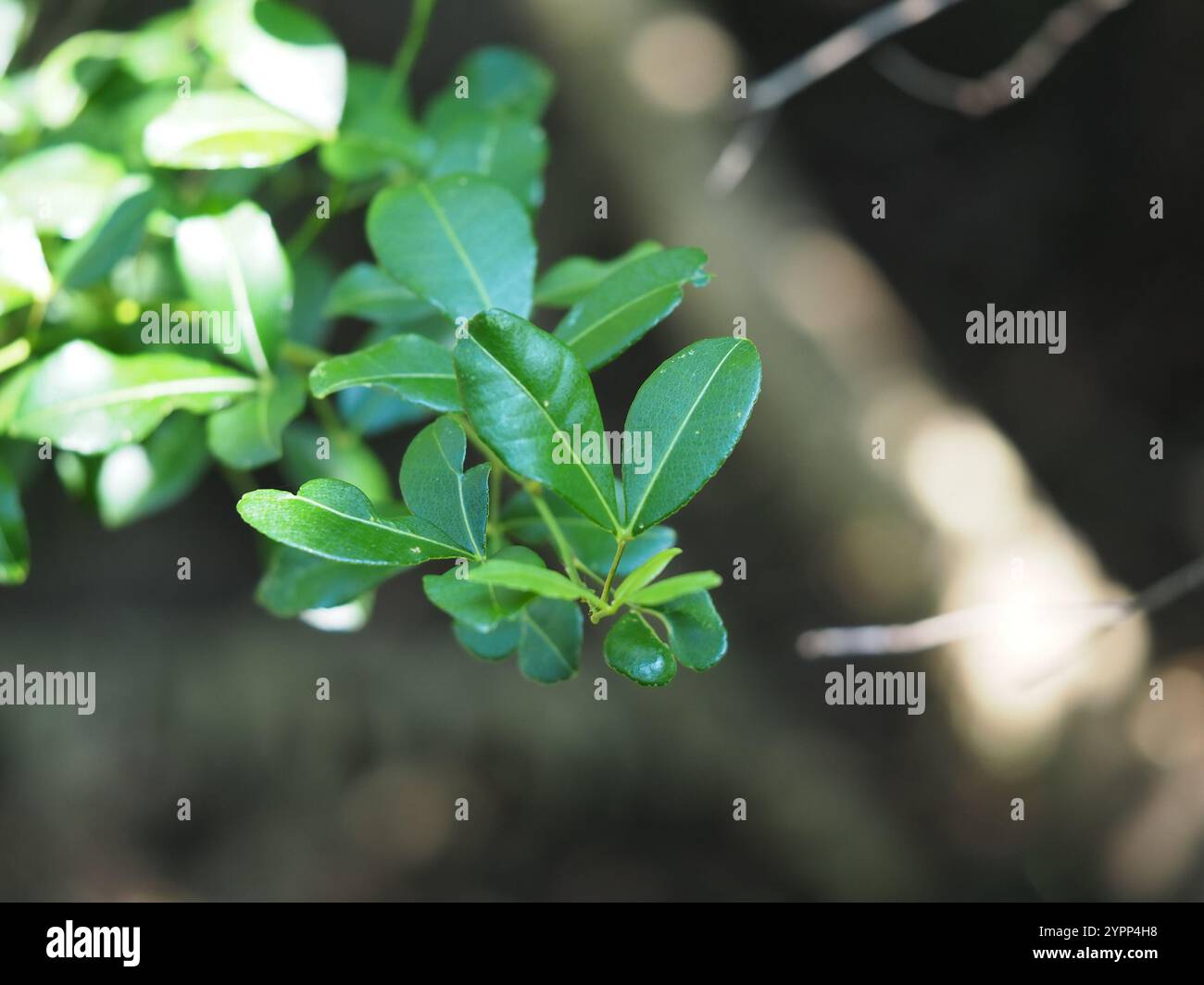 orange climber (Zanthoxylum asiaticum Stock Photo - Alamy
