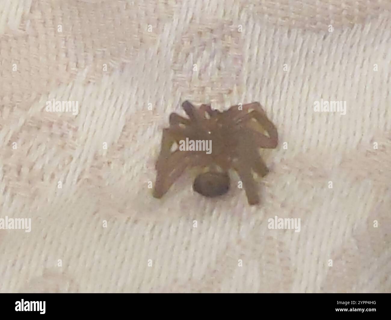 Typical Spiders (Araneomorphae Stock Photo - Alamy