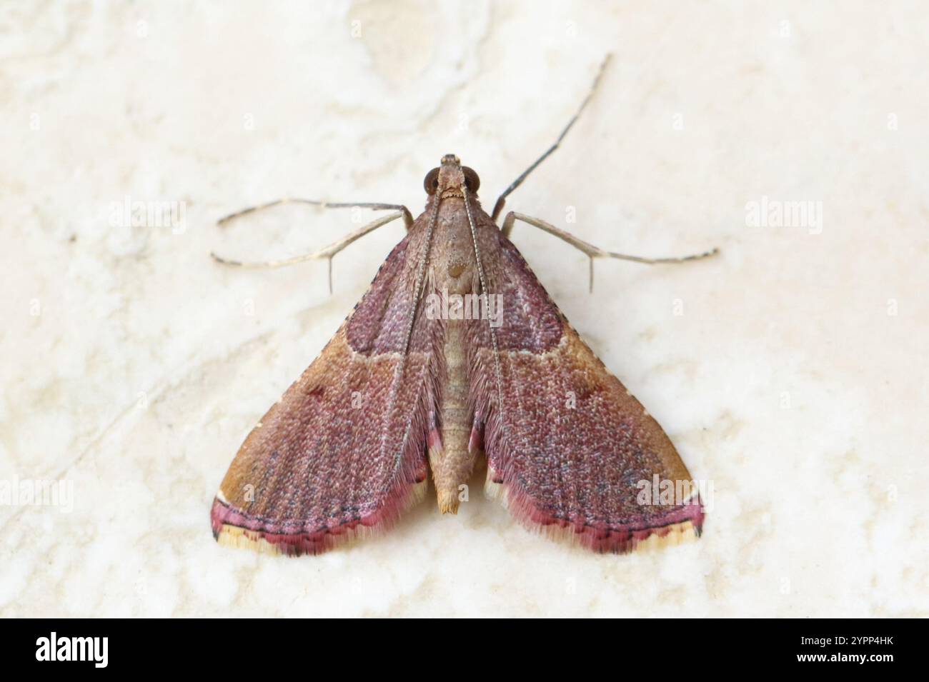 Endotricha hi-res stock photography and images - Alamy