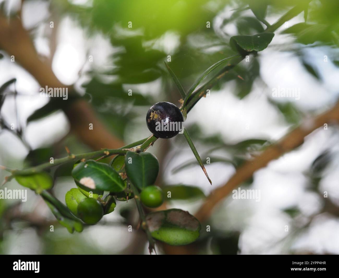 Chinese box-orange (Atalantia buxifolia Stock Photo - Alamy