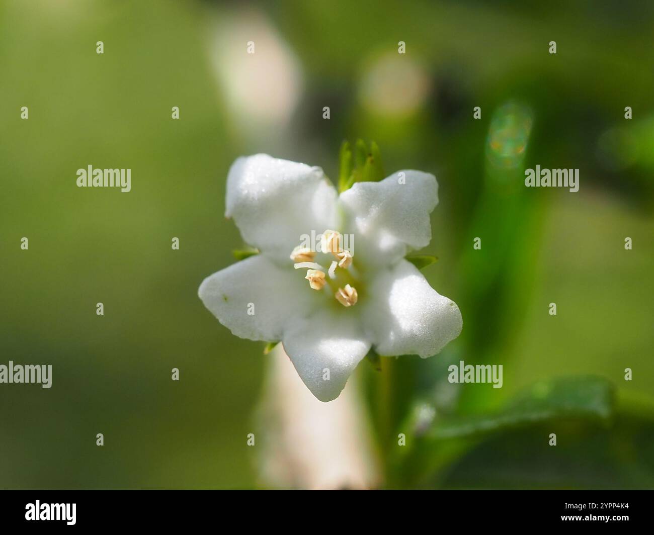 Fukien tea tree (Ehretia microphylla Stock Photo - Alamy