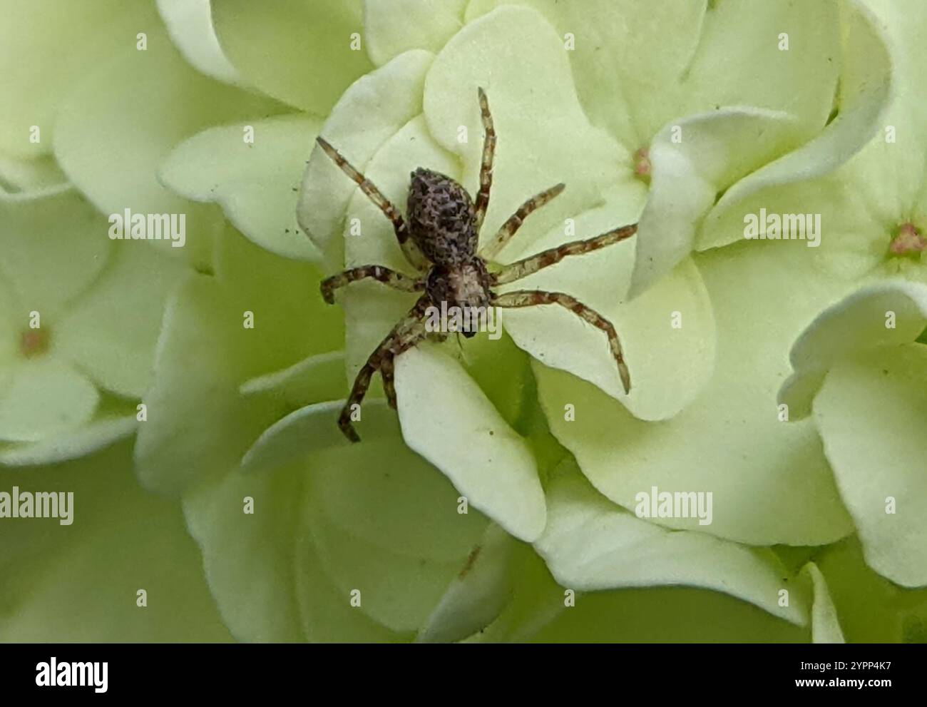 Running Crab Spiders (Philodromus Stock Photo - Alamy