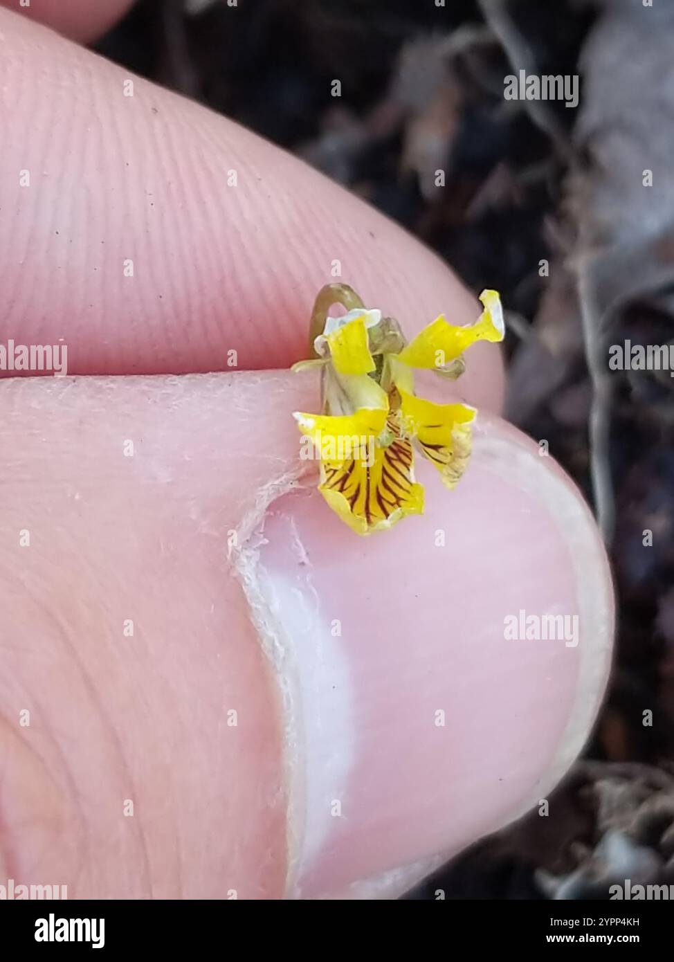 Round-leaved Violet (Viola rotundifolia Stock Photo - Alamy