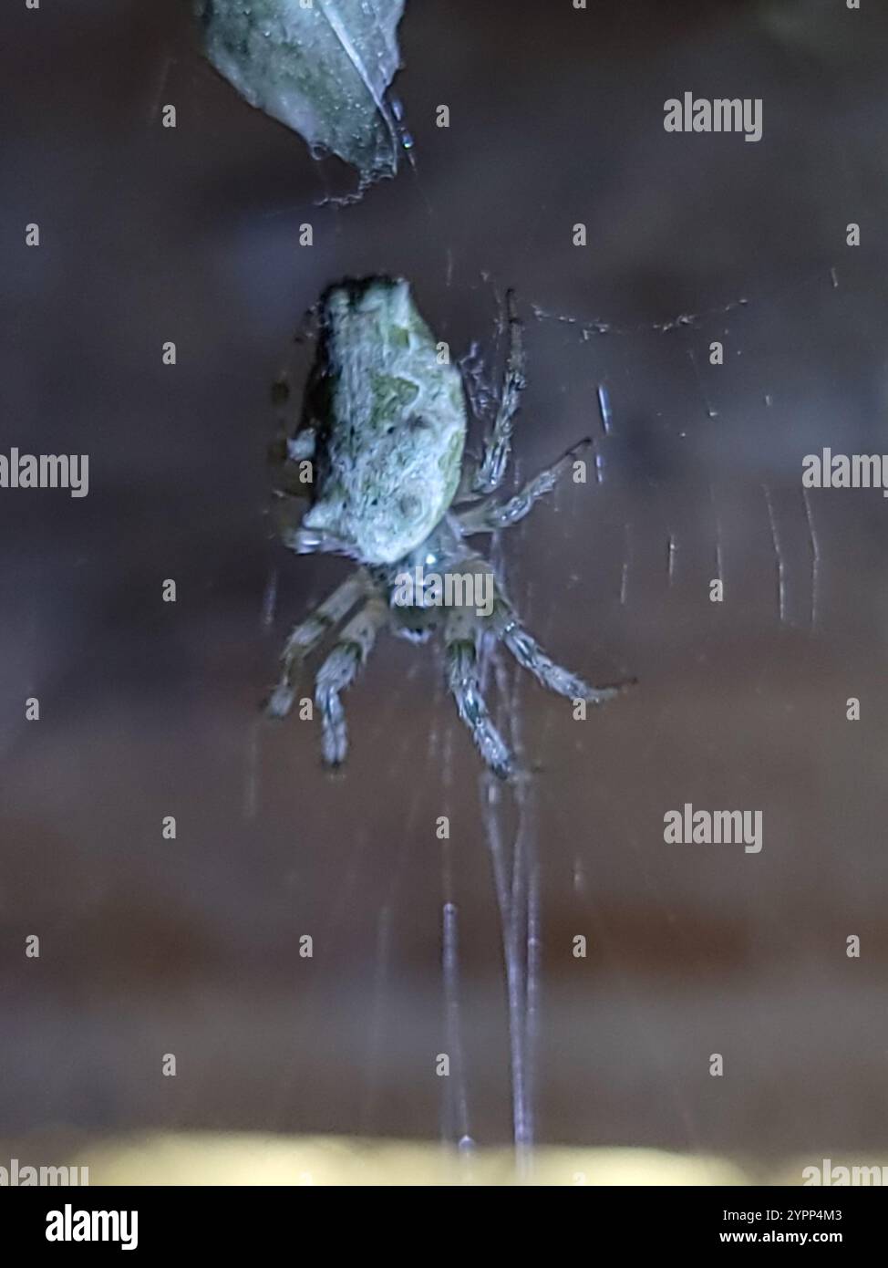 Bifurcate Trashline Orbweaver (Allocyclosa bifurca Stock Photo - Alamy