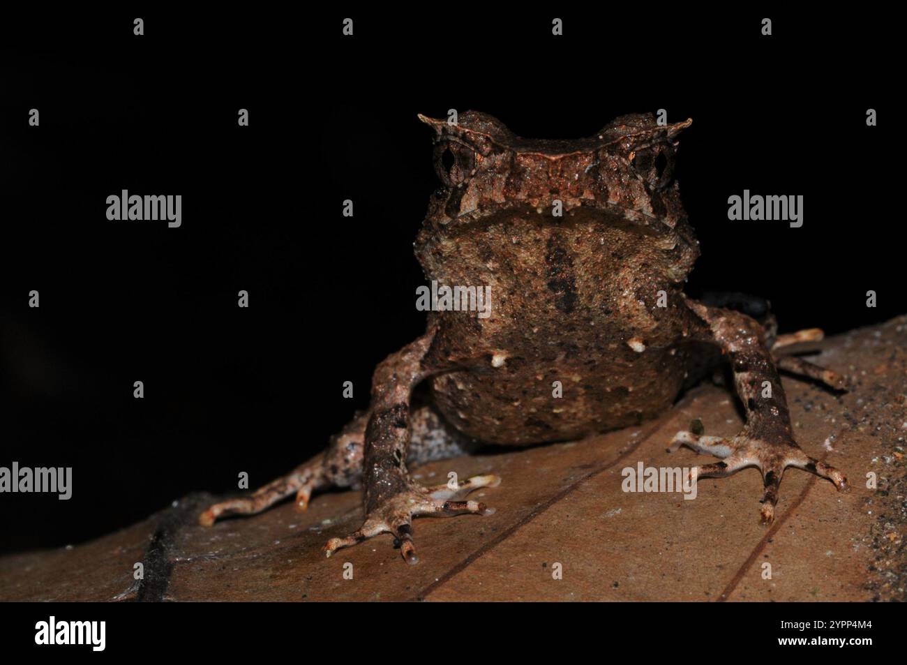 Slender-legged Horned Frog (Grillitschia longipes Stock Photo - Alamy