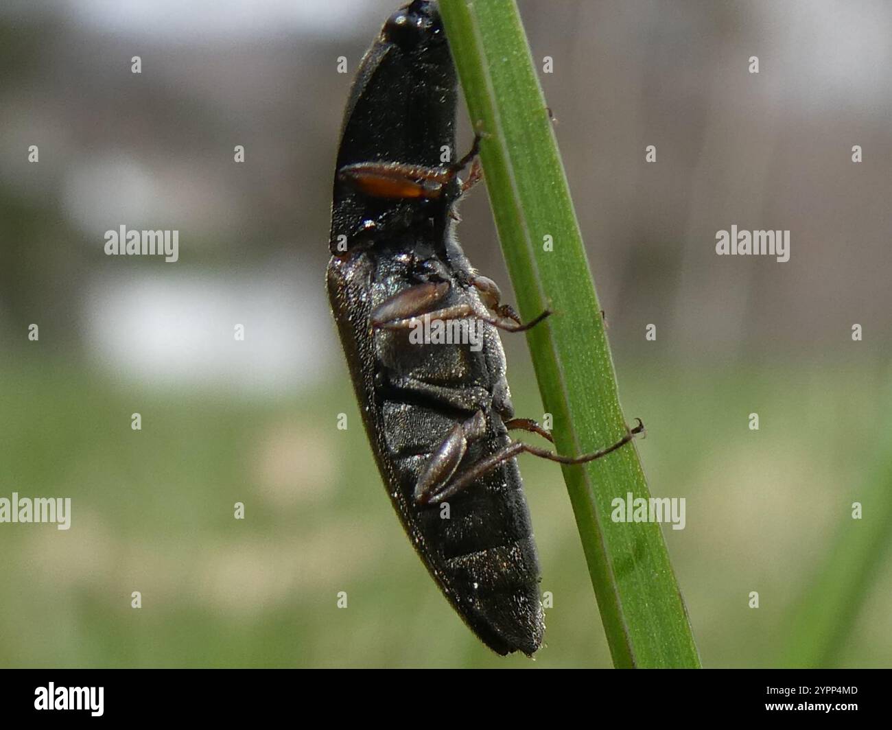 Black-footed Click Beetle (Corymbitodes tarsalis Stock Photo - Alamy