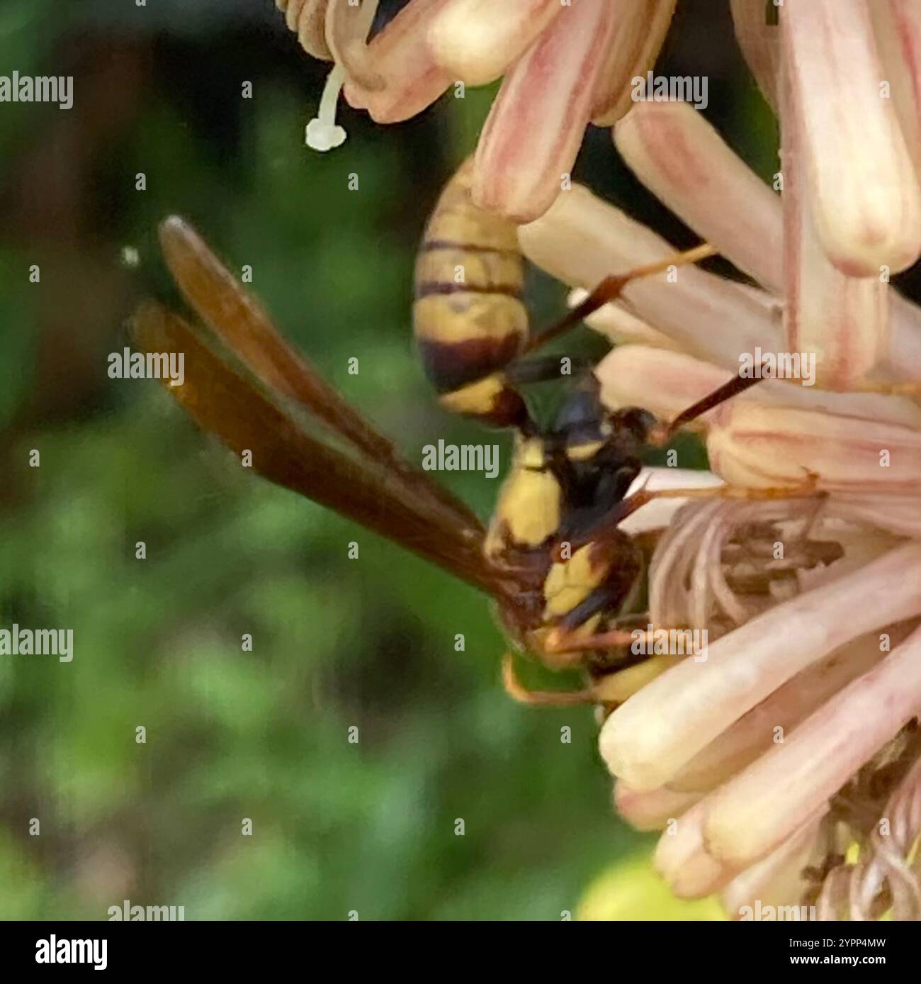 Horse Paper Wasp (Polistes major Stock Photo - Alamy